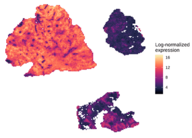 Stereo-seq Transcriptomics - Complete Genomics