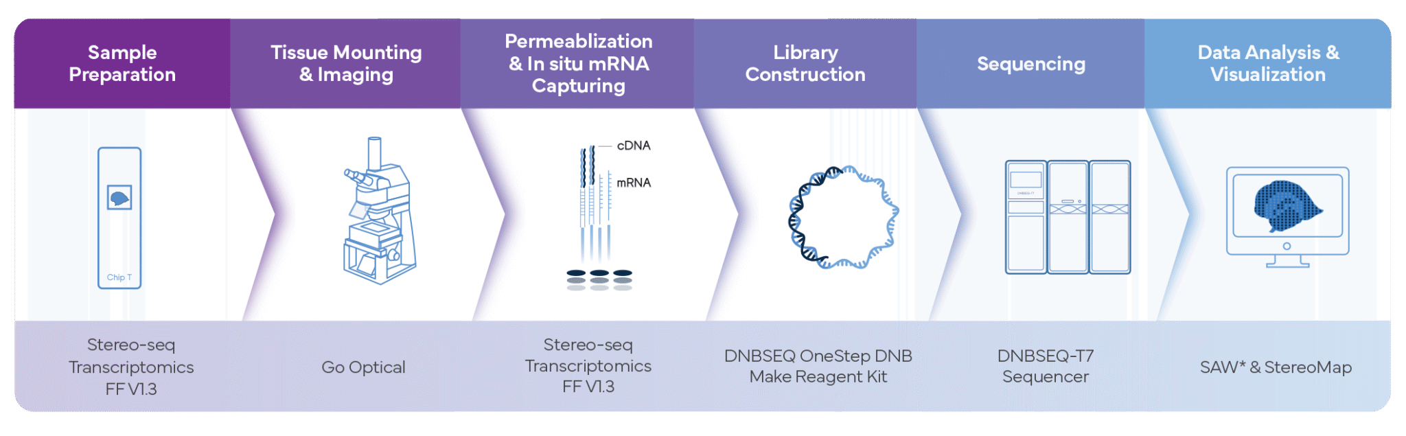 Stereo-seq FF Promo - Complete Genomics