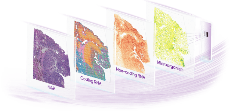 Stereo-seq OMNI for FFPE Solution - Complete Genomics