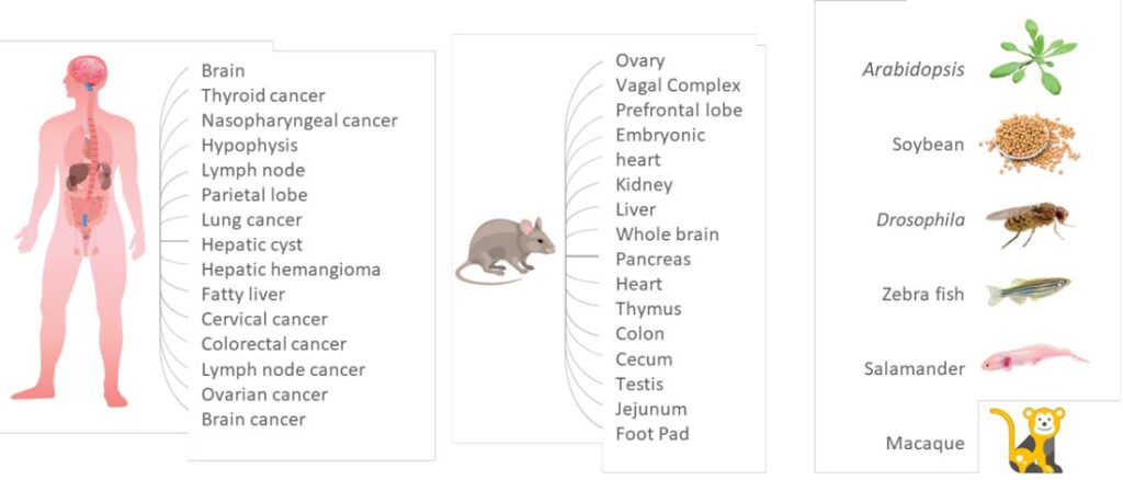 Stereo-seq Technology - Complete Genomics