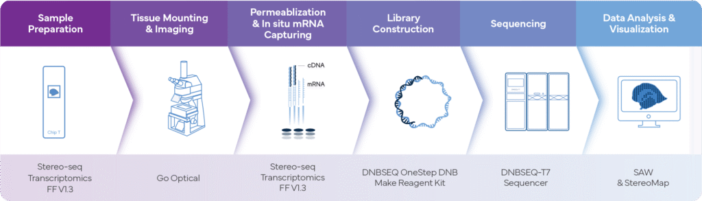 Stereo-seq Transcriptomics - Complete Genomics