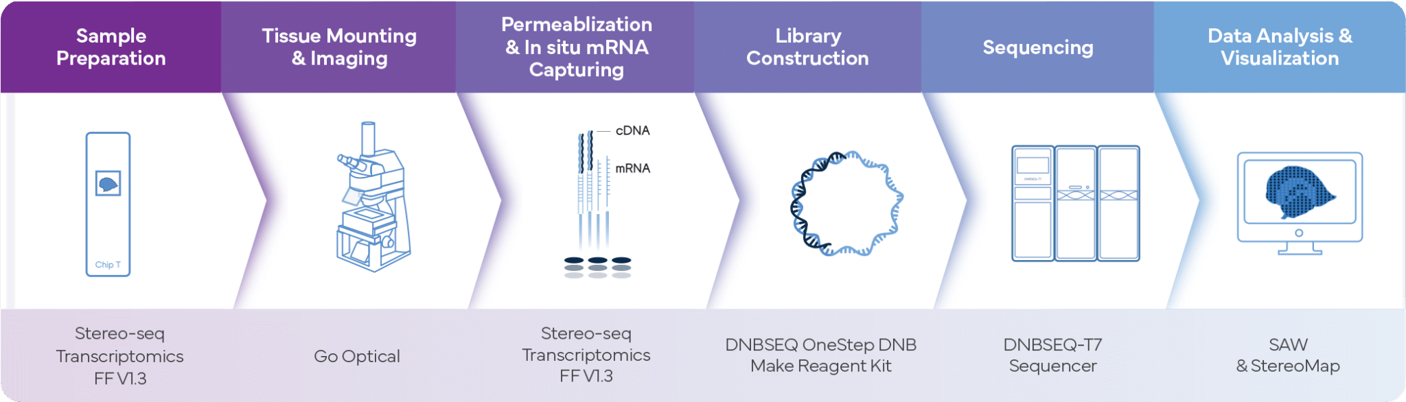 Stereo-seq Transcriptomics - Complete Genomics