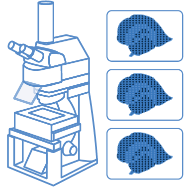 Stereo-seq FF Promo - Complete Genomics