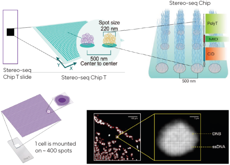 Stereo-seq Technology - Complete Genomics