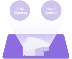 Stereo-seq OMNI for FFPE Solution - Complete Genomics